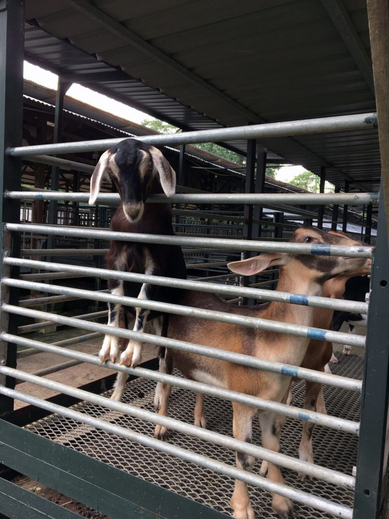 Exploring Kranji Countryside, Singapore's rural corner of farms and ...